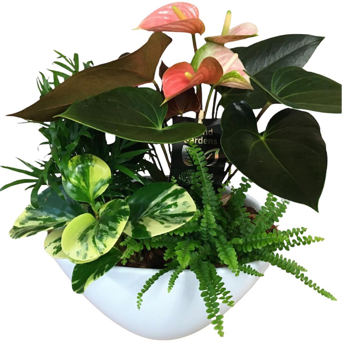 Green Plants – Just Baskits and Balloon Decor